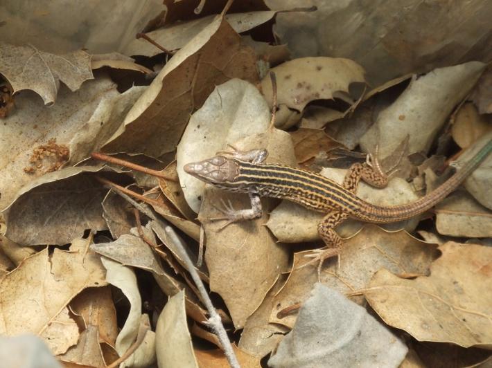 Western Whiptail, Cnemidophorus tigris