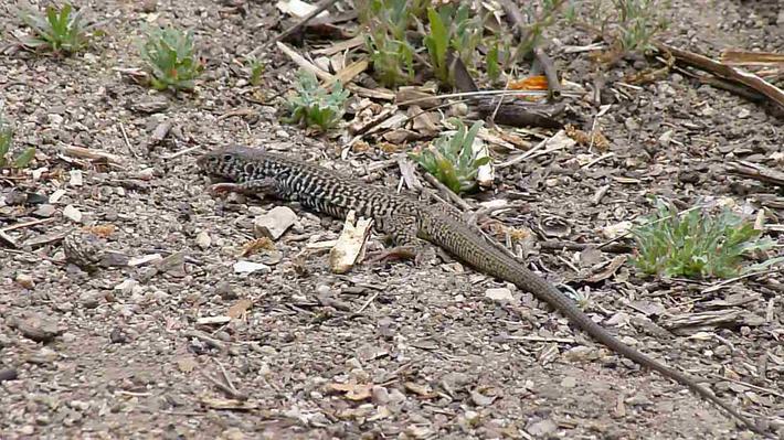 Western Whiptail Lizard