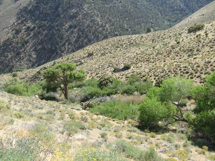 Pictures of California Plant Communities