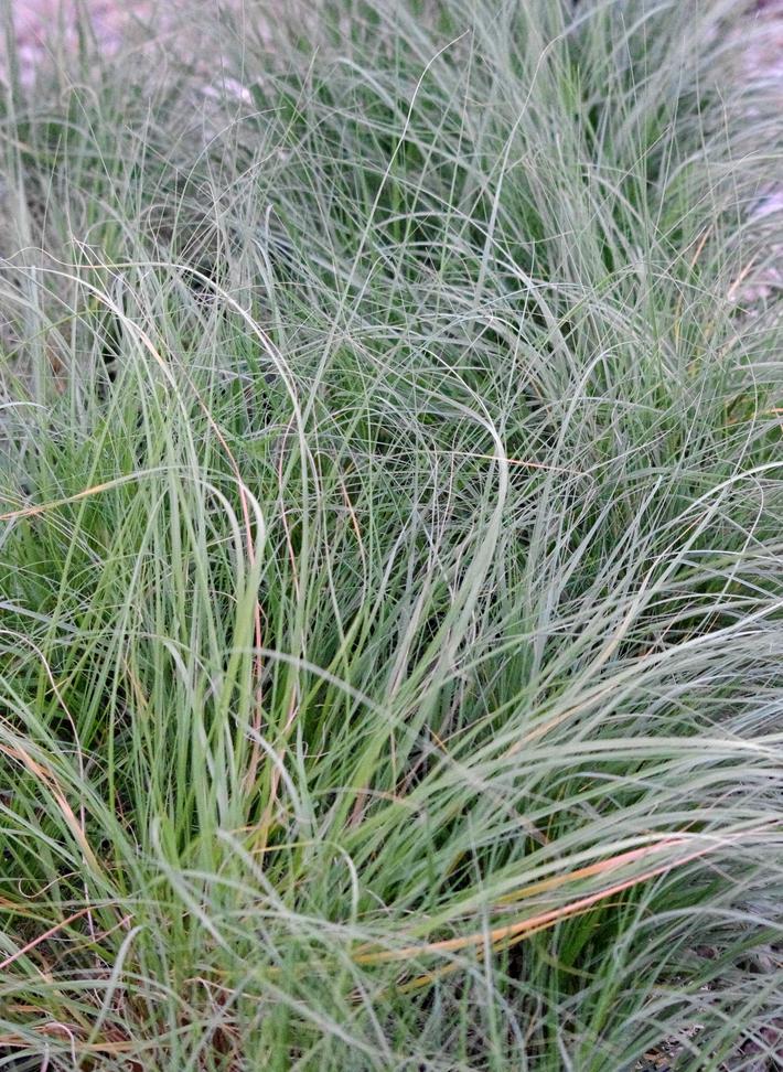 Festuca occidentalis, Western Fescue.