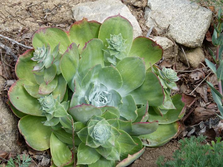 Dudleya pulverulenta, Chalk Liveforever.