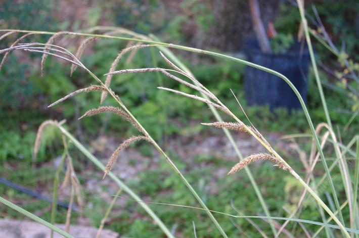 Plants for Riparian (rivers & creeks)