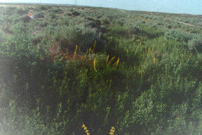 The California Shadscale Scrub Plant community has mostly Atriplex and ...