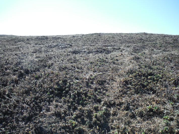 California Northern Coastal Sage Scrub community plants