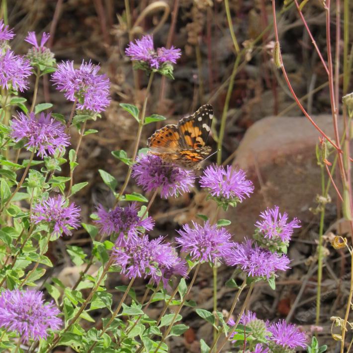 Monardella subglabra, Butterfly Mint Bush.
