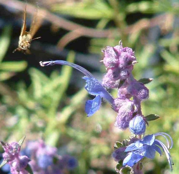 Common Branded Skipper, Hesperia comma