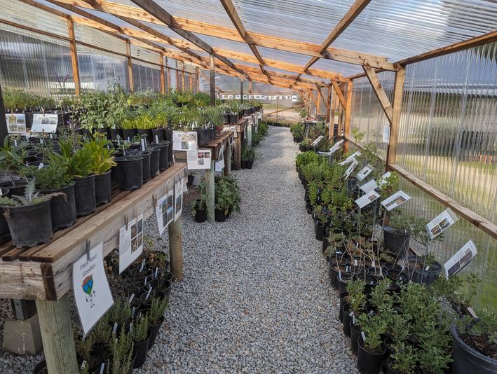 Native Plants, Las Pilitas Nurseries.