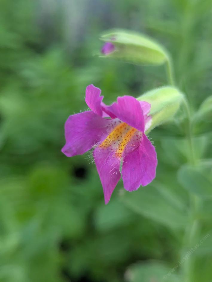 Mimulus lewisii, Monkey Flower.