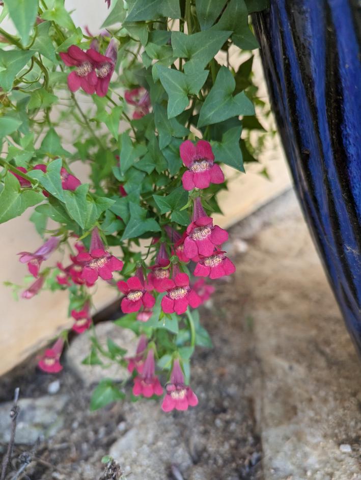 Maurandya antirrhiniflora, Violet Twining Snapdragon.