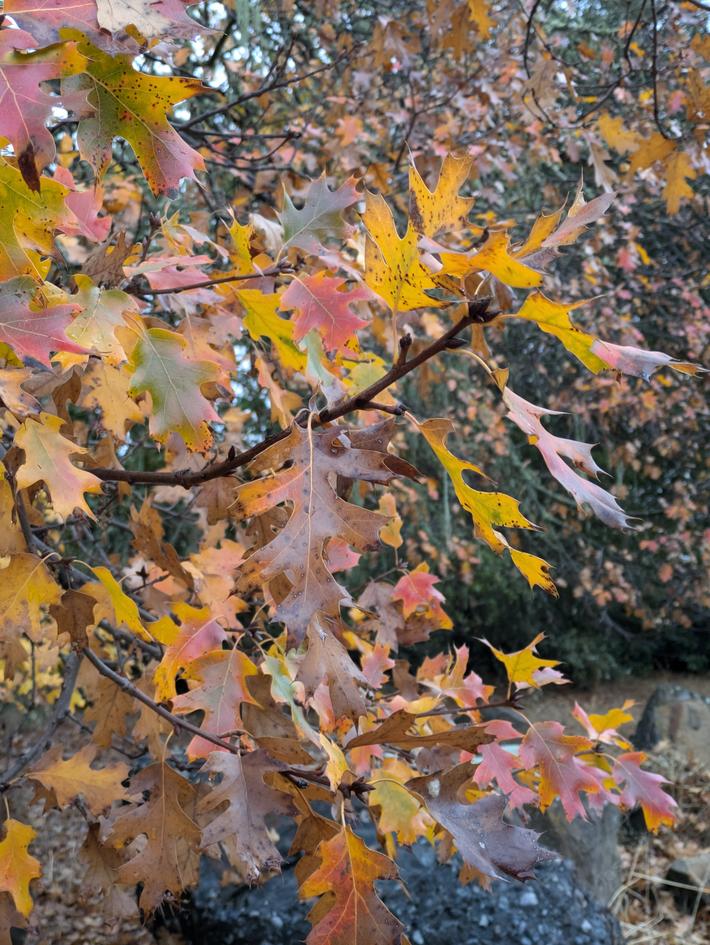 Quercus kelloggii, Kellogg Oak.
