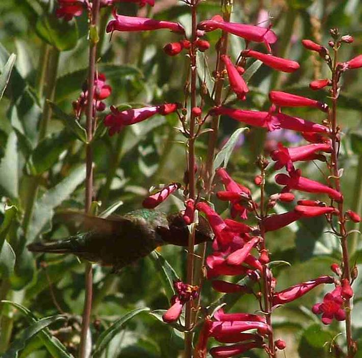A couple of hundred pictures of California flowers in a May native ...