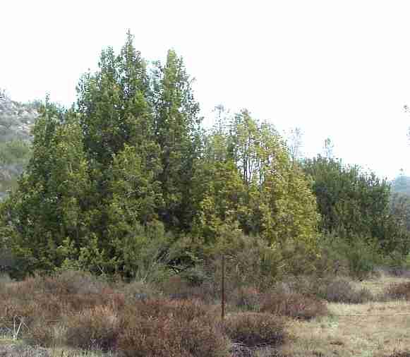 The pinyon juniper woodland plant community in California.