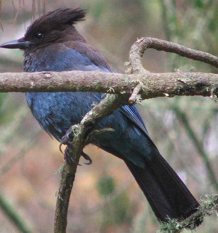 The Steller's Jay likes a dense coniferous forest.