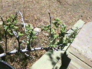 Plants for Shadscale Scrub