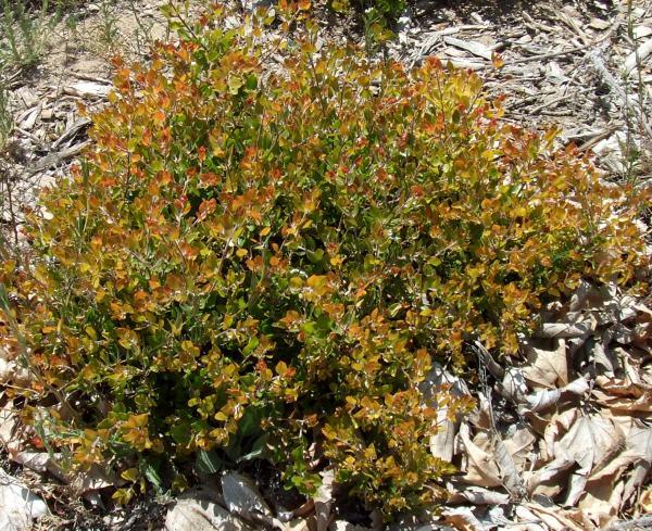 Manzanita photos, descriptions and plants(Arctostaphylos species)