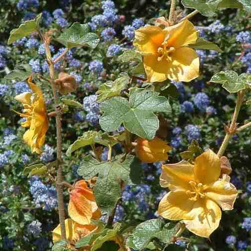 Fremontodendron 'California Glory', Flannel Bush, Fremontia.