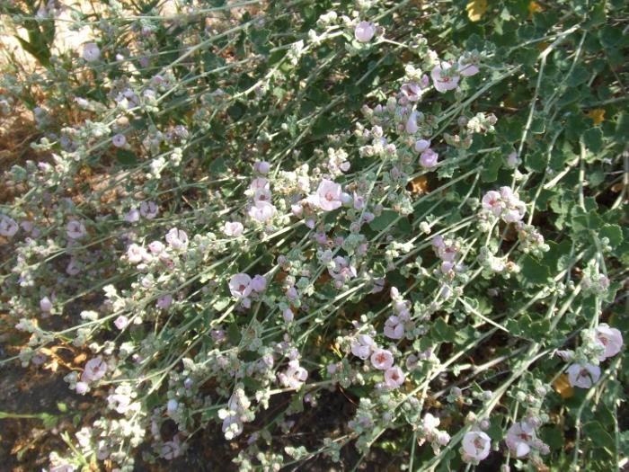 Pictures and examples of a summer native garden in California.