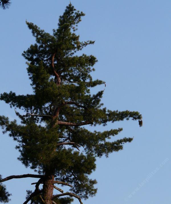 Pinus lambertiana, Sugar Pine.