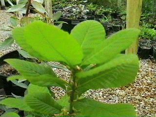Quercus sadleriana, Sadler Oak.
