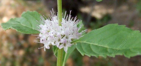The Fragrant Garden - A word on the fragrance of California native plants.