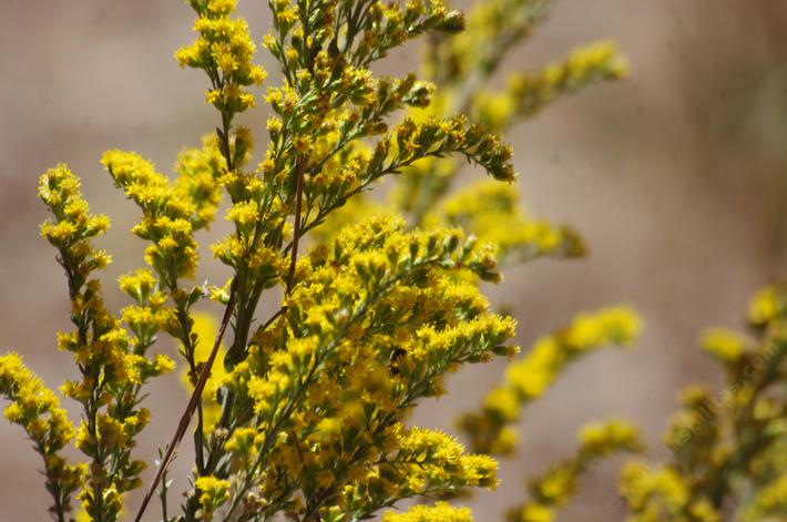 Solidago californica, California Goldenrod.
