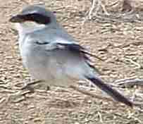 The Logger head shrike likes scrub land.
