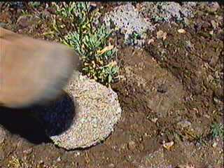 A Short lesson in planting a single California native plant