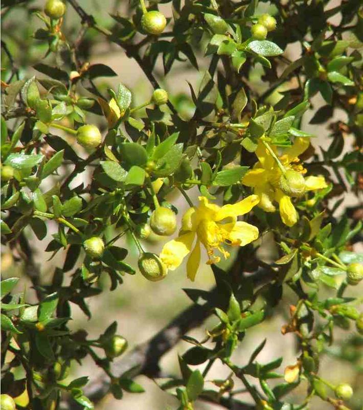 A description and list of plants that occur in the desert plant ...