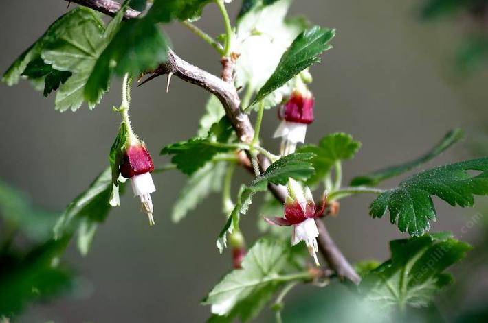 California ribes, gooseberries are spiny and currants are spineless ...