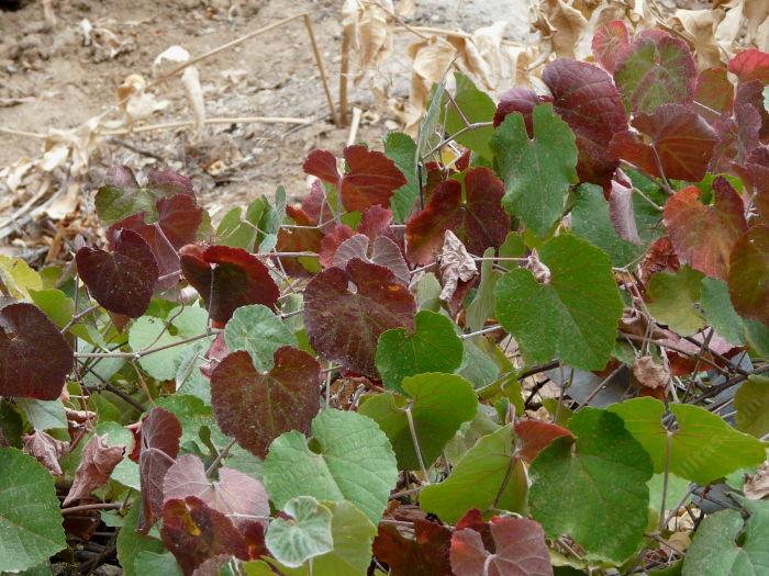 one to two foot California native ground covers.