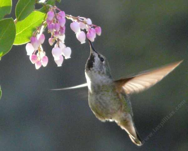 Pollination of California native plants.