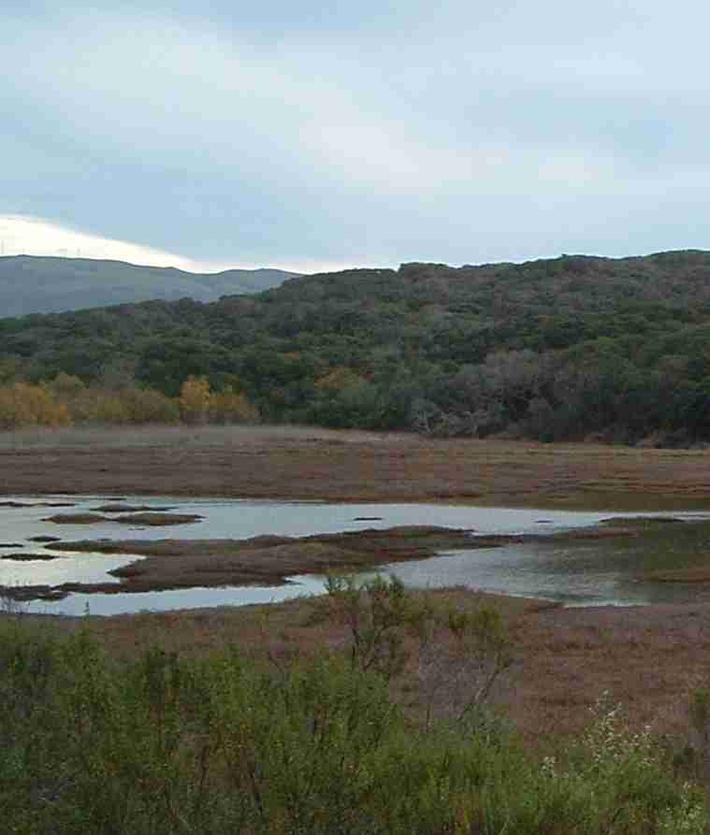 California freshwater marsh plants.