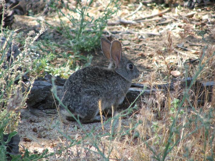 Desert Cottontail, Sylvilagus audubonii