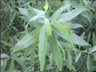 Salix gooddingii, San Joaquin Willow.