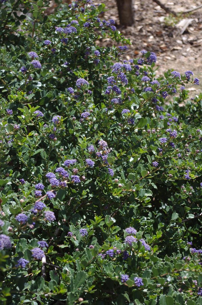 Central and Northern California Lilacs