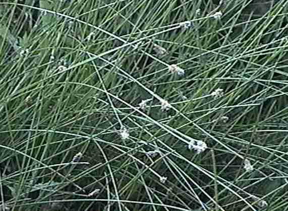 Here are plants that are native in the Temecula and Murrieta area