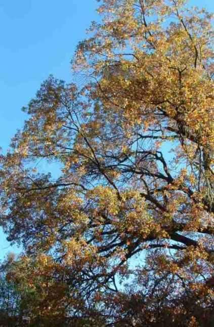 Native trees of California