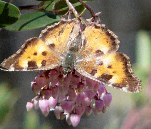 California butterfly.