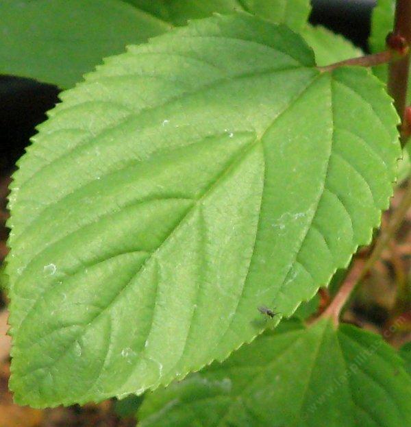 Ceanothus sanguineus, Redstem Ceanothus.