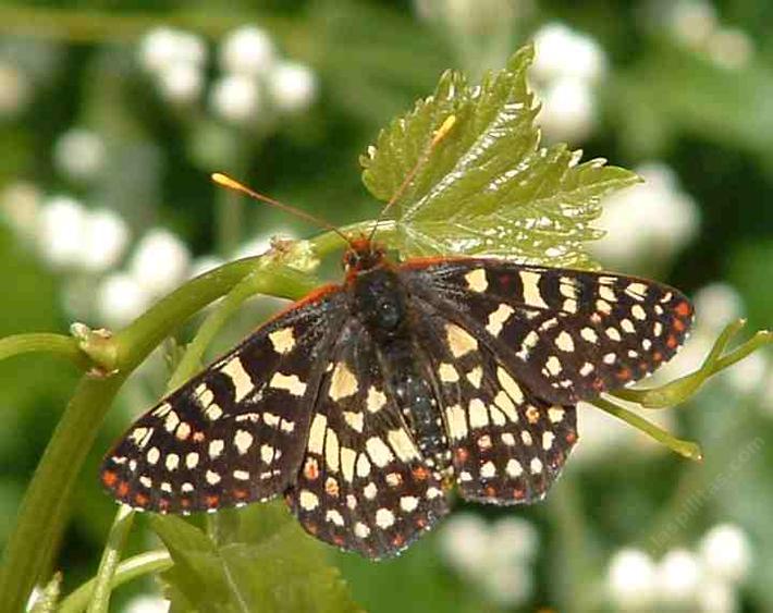Attract Chalcedon checkerspot butterfly