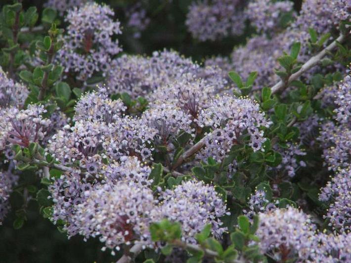 Central and Northern California Lilacs