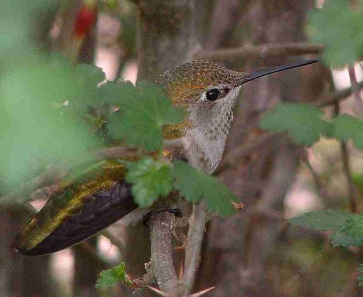 California ribes, gooseberries are spiny and currants are spineless ...