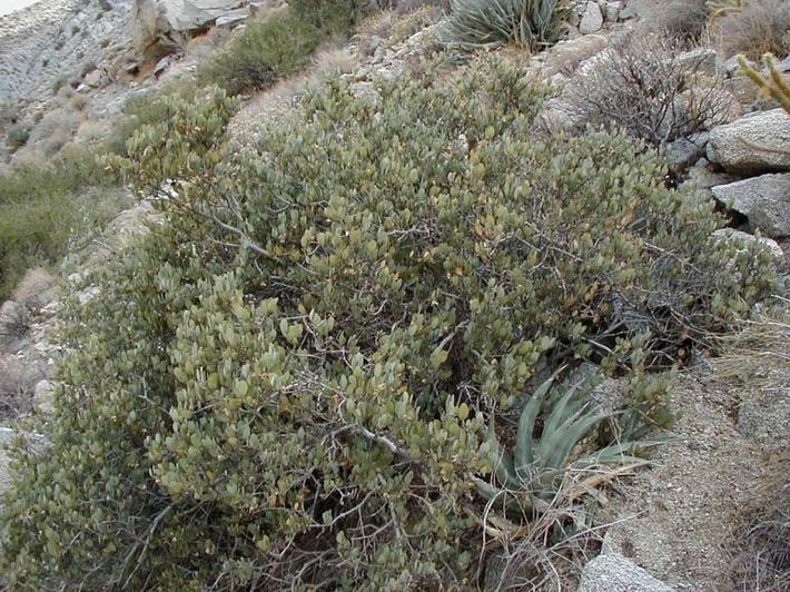 Simmondsia chinensis, Jojoba.