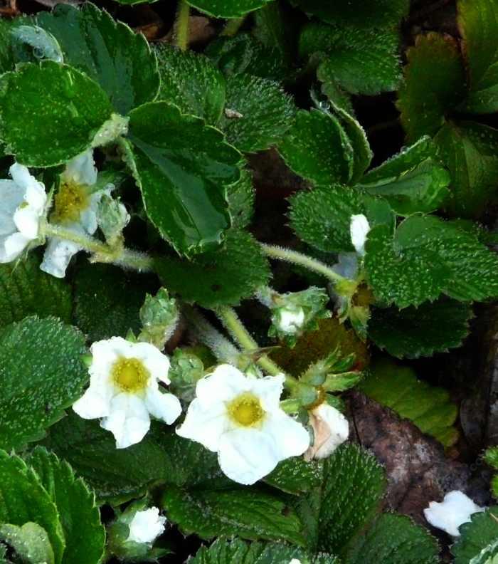 Fragaria chiloensis, Sand Strawberry.