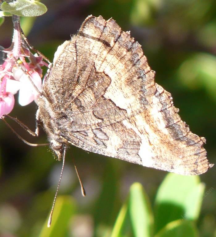 The California Tortoise Shell Butterfly