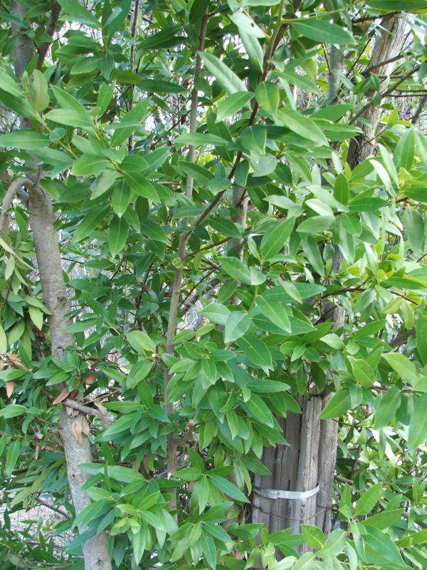Drought tolerant hedges, wind breaks, and screens with California ...