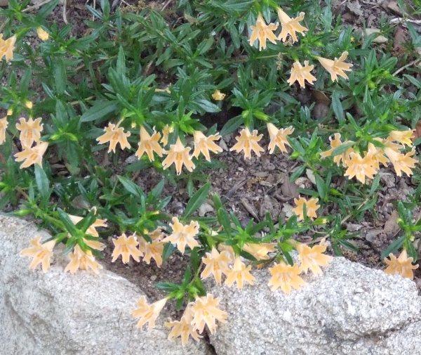 Monkey flowers for California gardens