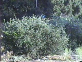 Native trees of California