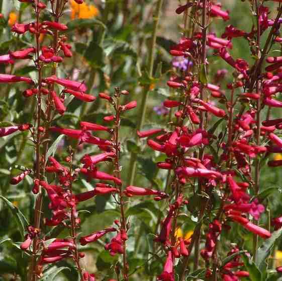 Penstemon pseudospectabilis, Desert Penstemon.