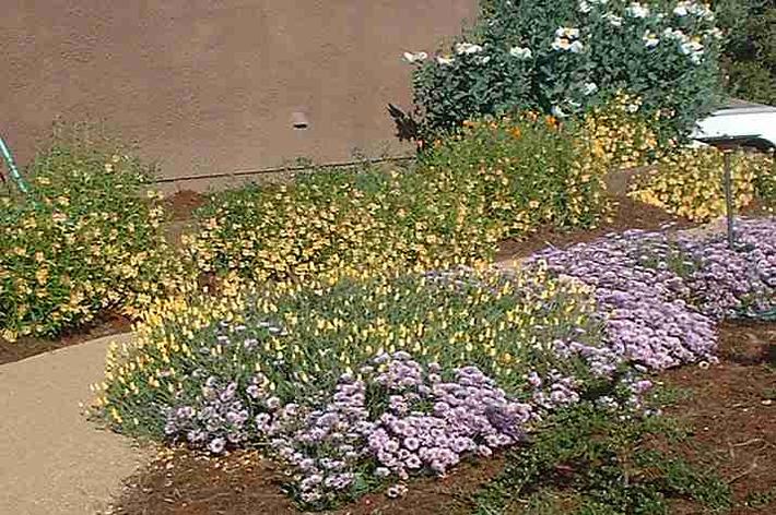 California Native plant ground cover plants.